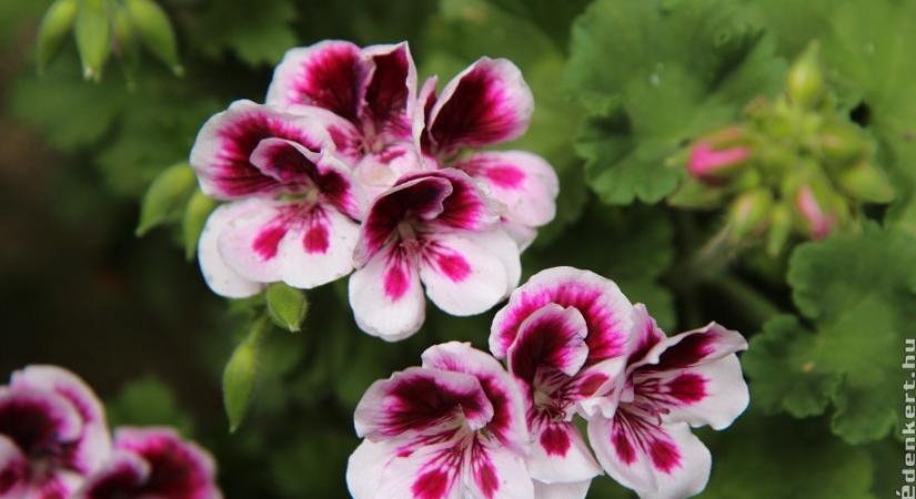 Az angol muskátli gondozása, szaporítása egyszerűen