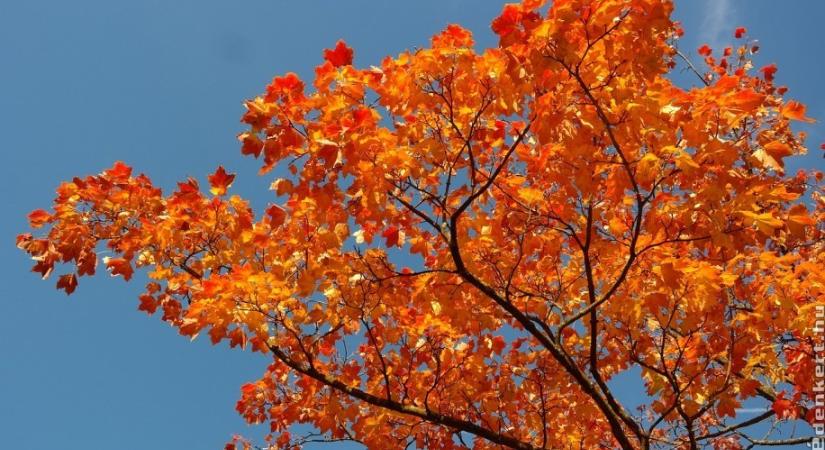 Juharfa ültetése egyszerűen lépésről-lépésre