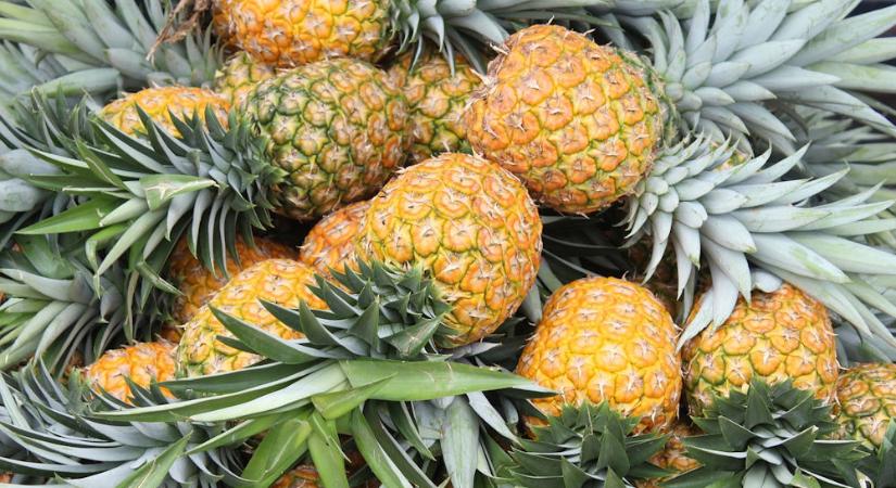 Az ananász szaporítása otthon: így lesz 6 lépésben új növény az üstökéből!